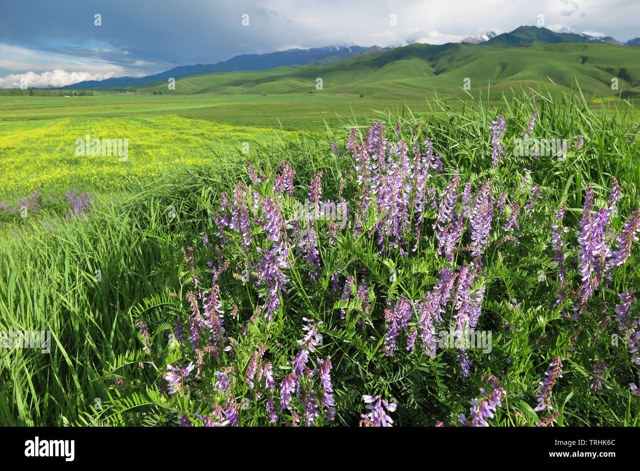 The Bird vetch in pasture in northern Kyrgyzstan Stock Photo - Alamy