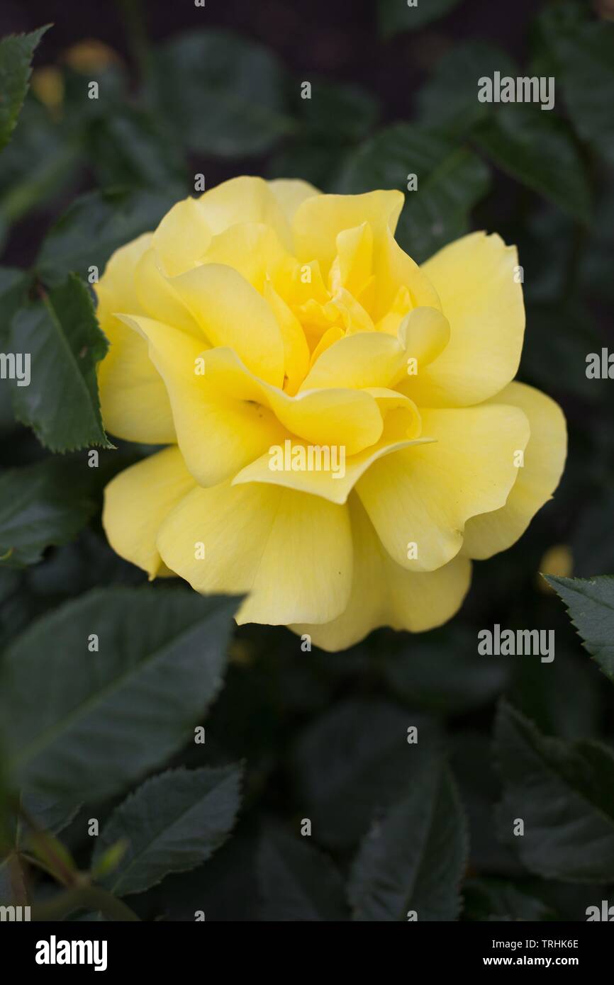 Rose 'Sunsprite' floribunda at Owen Rose Garden in Eugene, Oregon, USA ...