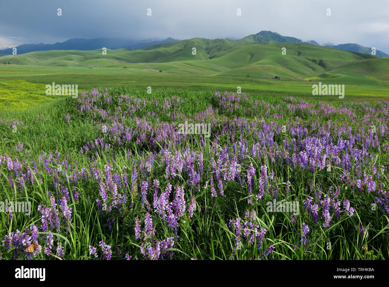 The Bird vetch in pasture in northern Kyrgyzstan Stock Photo - Alamy