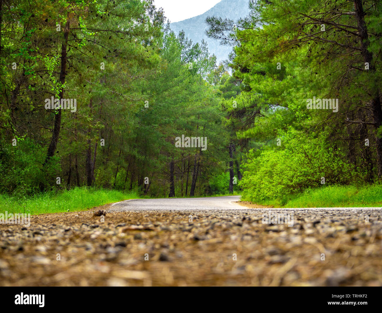 Road with trees at both sides hi-res stock photography and images - Alamy