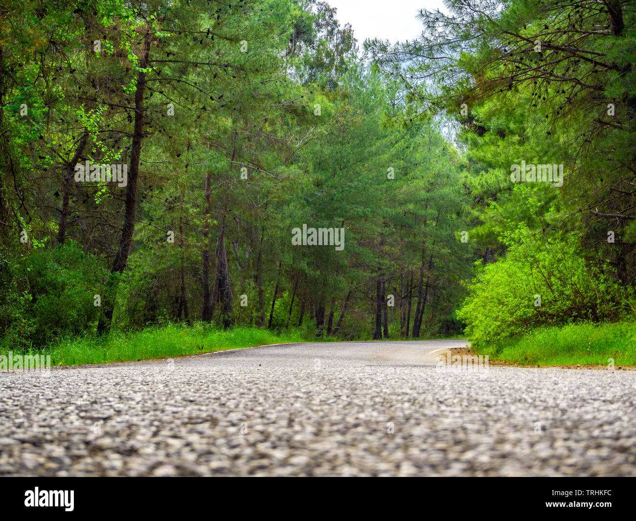 Road with trees at both sides hi-res stock photography and images - Alamy