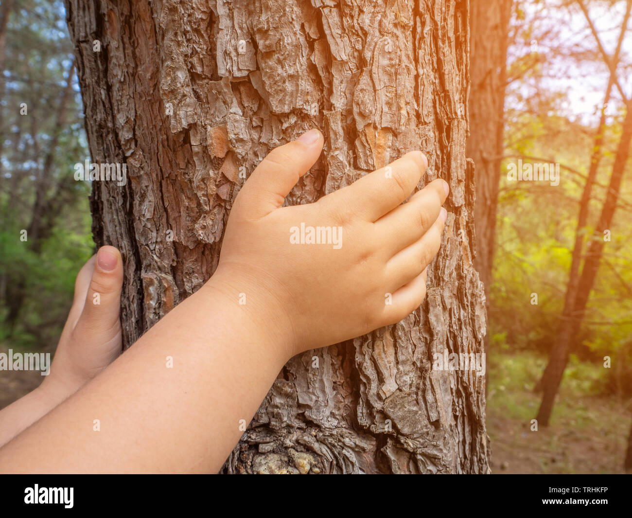 girl touching tree in the forest in spring Stock Photo - Alamy