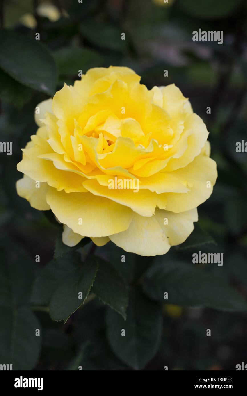 Mellow rose hi-res stock photography and images - Alamy