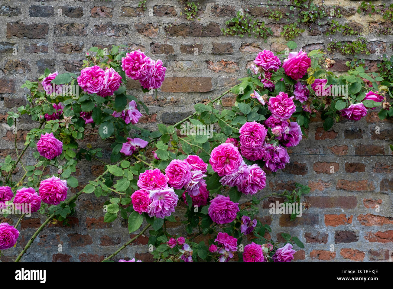Colourful pink roses in front of the brick wall at Eastcote House ...