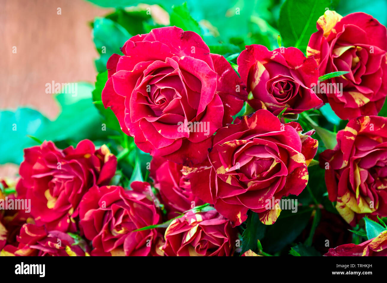 bunch of vivid red roses and green leaves Stock Photo - Alamy