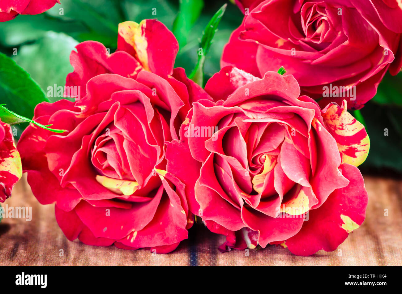 vivid red roses and green leaves Stock Photo - Alamy