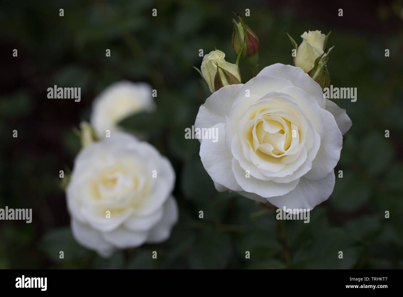 Rose 'Moondance' floribunda at Owen Rose Garden in Eugene, Oregon, USA ...