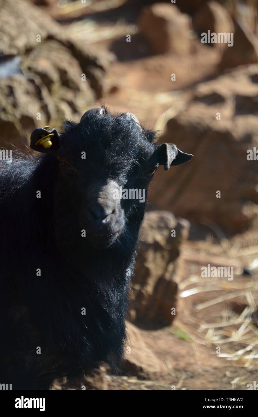 Closeup of tibetan goat Stock Photo - Alamy