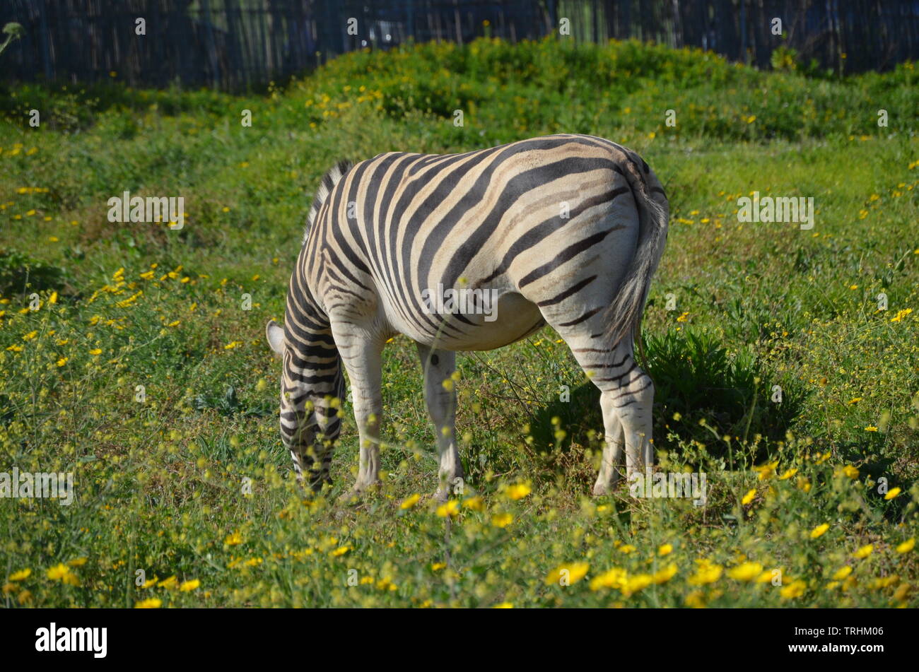 Grevys zebra narrow stripes hi-res stock photography and images - Alamy