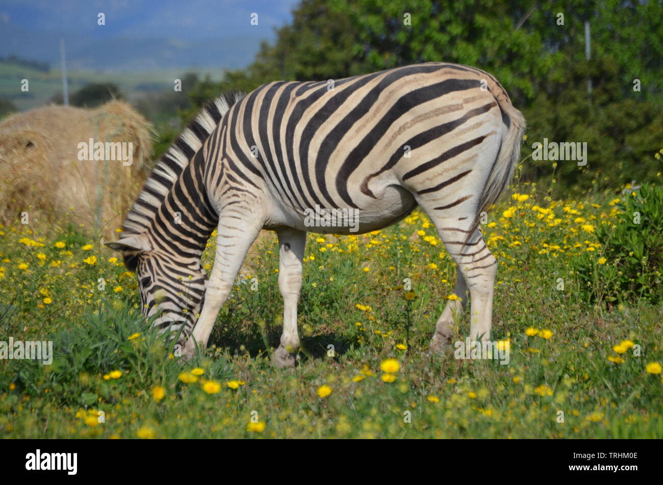 Grevys zebra narrow stripes hi-res stock photography and images - Alamy