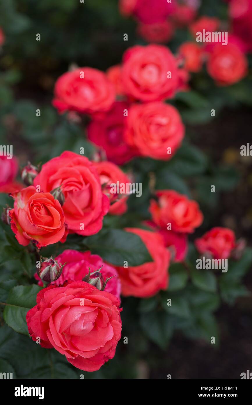 Rose 'Bahia' floribunda at Owen Rose Garden in Eugene, Oregon, USA ...