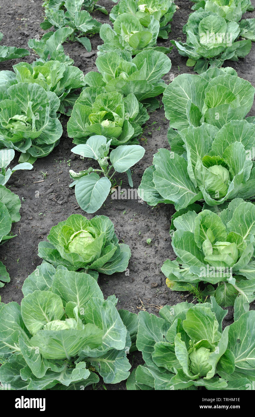 organically cultivated ripening cabbage plantation in the vegetable ...