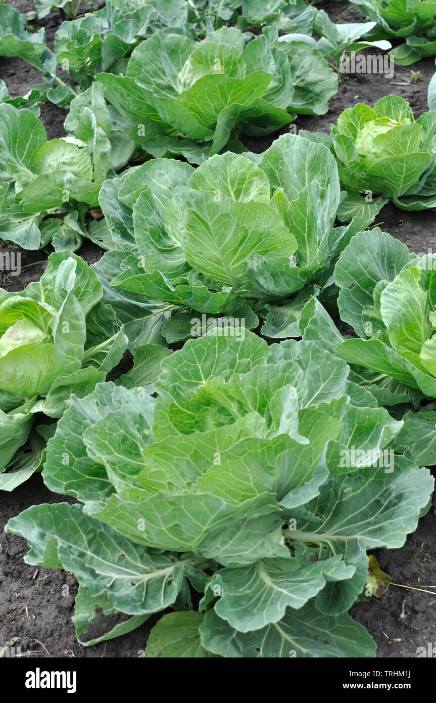 organically cultivated ripening cabbage plantation in the vegetable ...