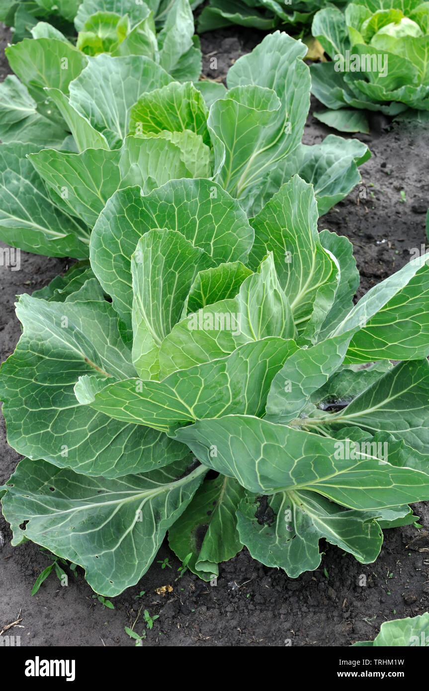 organically cultivated ripening cabbage plantation in the vegetable ...