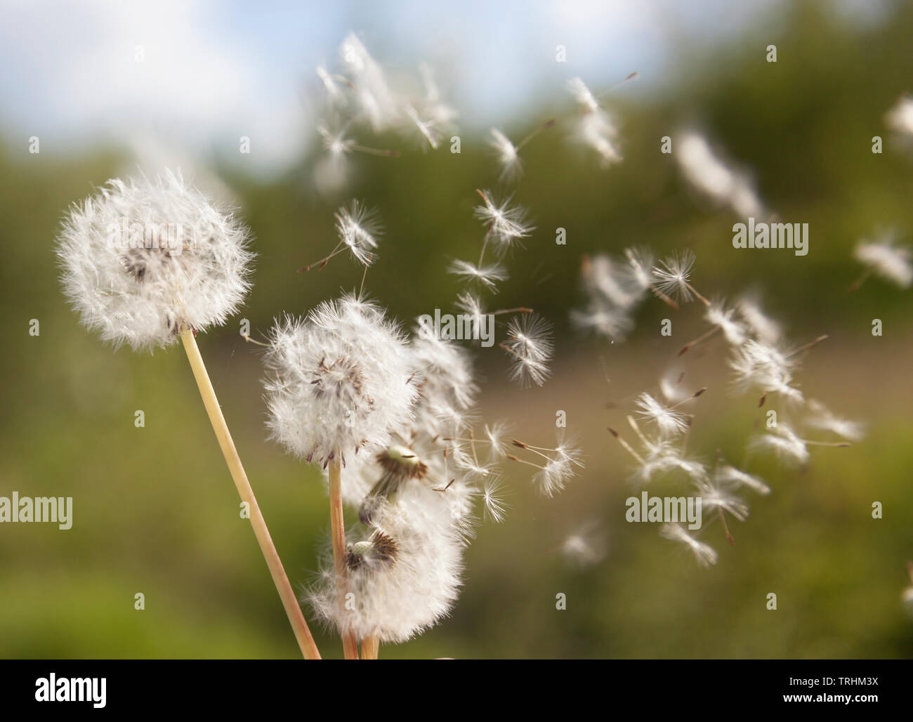 Dandelion Blowing In The Wind High Resolution Stock Photography and ...