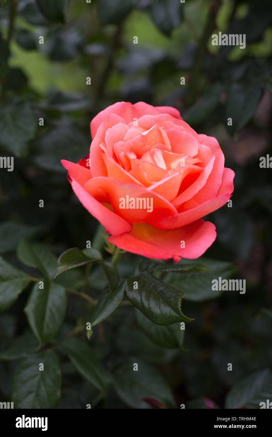 Rose 'Voodoo' hybrid tea at Owen Rose Garden in Eugene, Oregon, USA ...