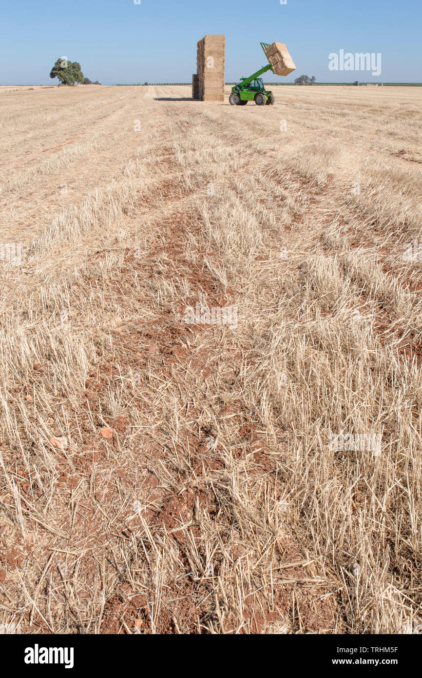 Telescopic handler gathering and stacking bales. Telescopic machinery ...