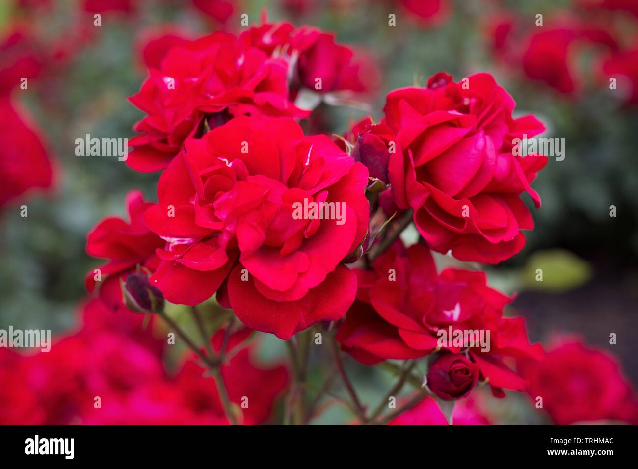 Interama hi-res stock photography and images - Alamy