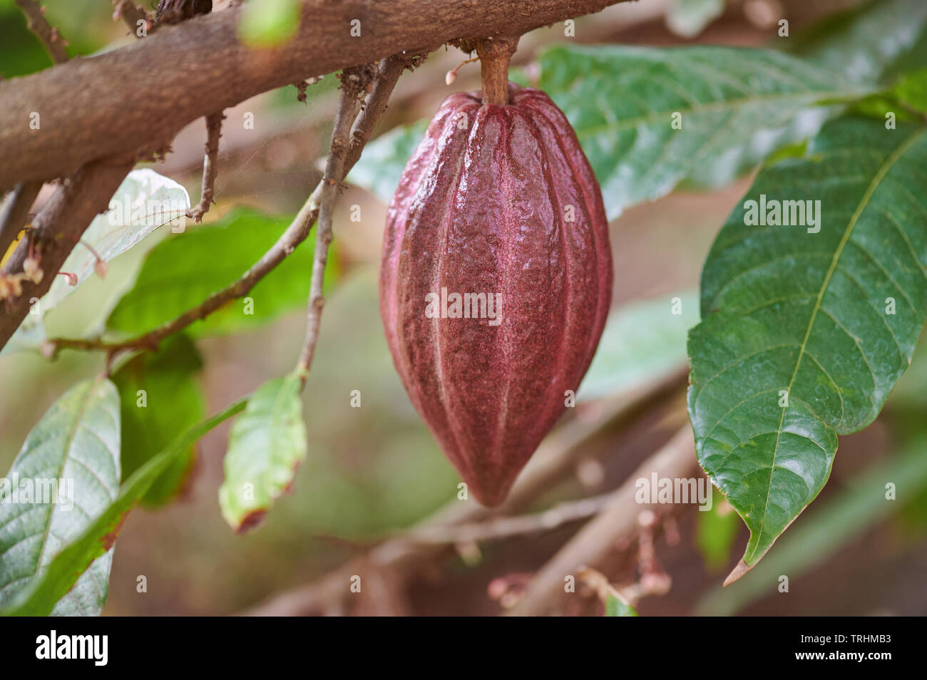 Cocoa tree theobroma cacao leaves hi-res stock photography and images ...