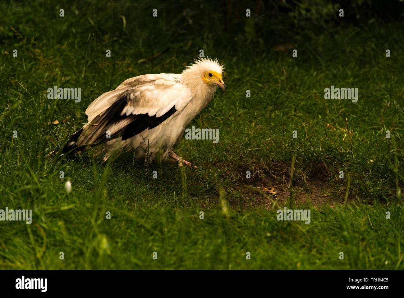 Egyptian vulture (Neophron percnopterus Stock Photo - Alamy