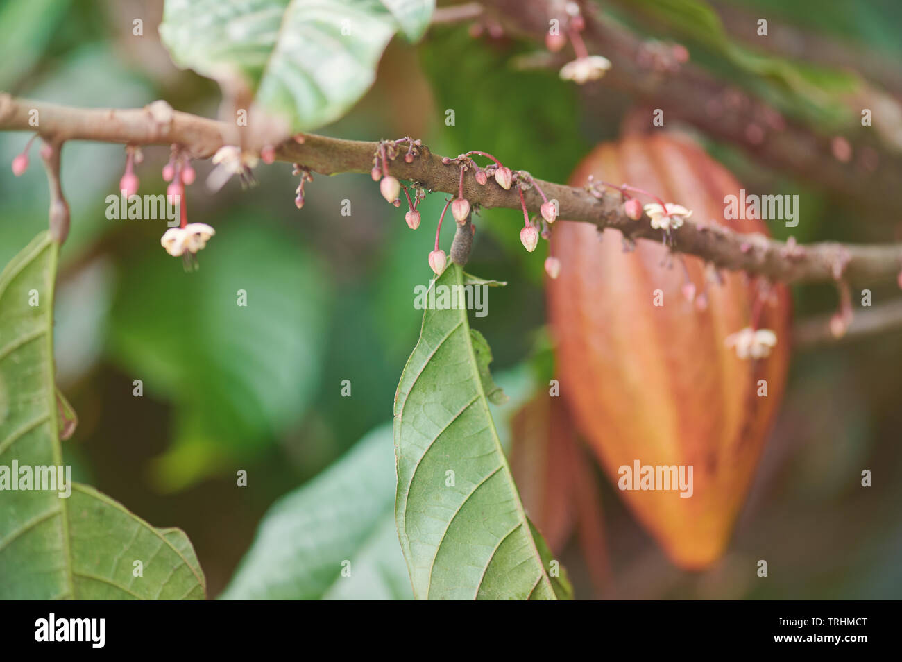 Small flowers on cocoa tree branch on blurred pod background Stock ...