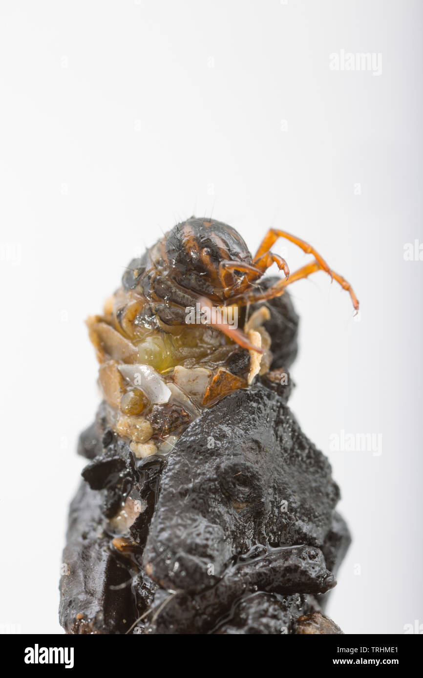 Cased caddis hi-res stock photography and images - Alamy
