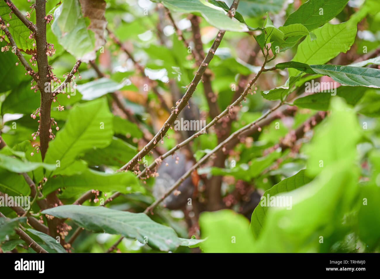 Cocoa tree theobroma cacao flowers hi-res stock photography and images ...