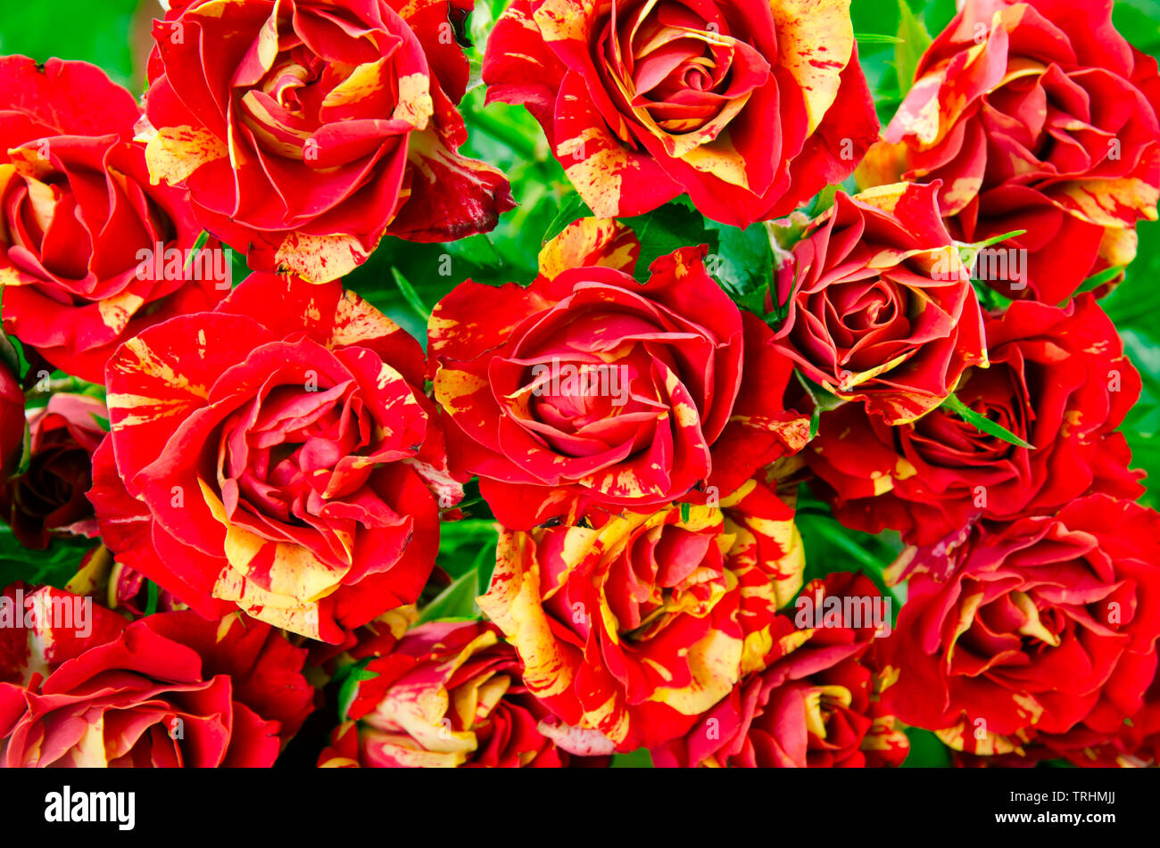 bunch of vivid red roses and green leaves Stock Photo - Alamy