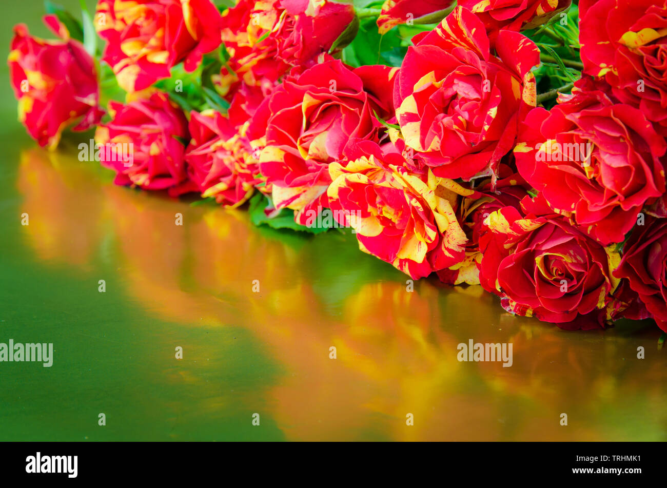 bunch of vivid red and yellow roses and green leaves and their ...