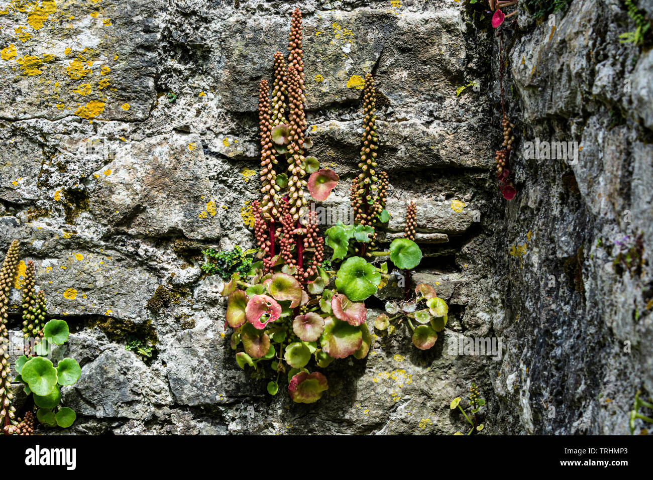 A navelwort (Umbilicus rupestris) growing in a stone wall Stock Photo ...