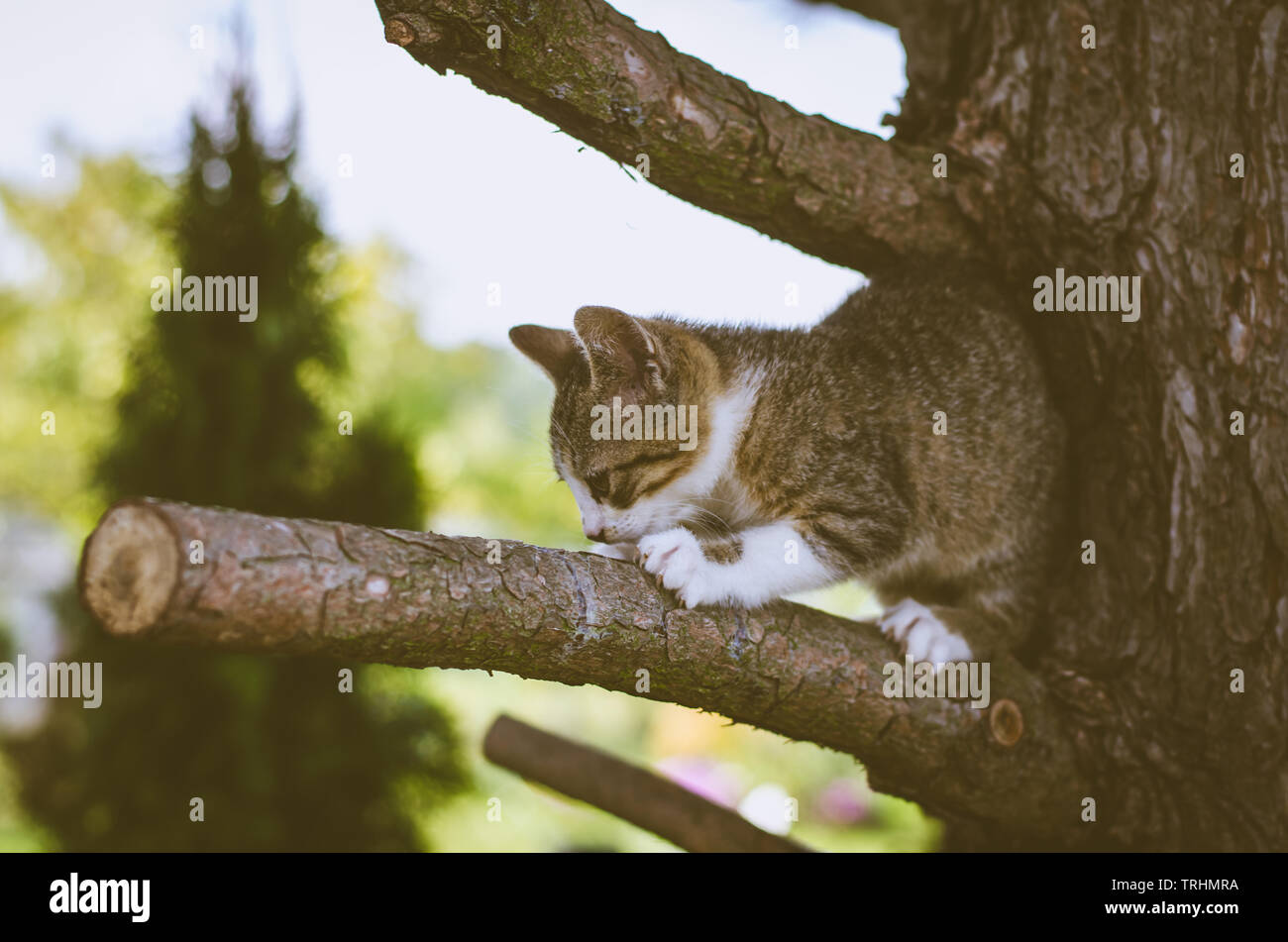 Mischief cat hi-res stock photography and images - Alamy