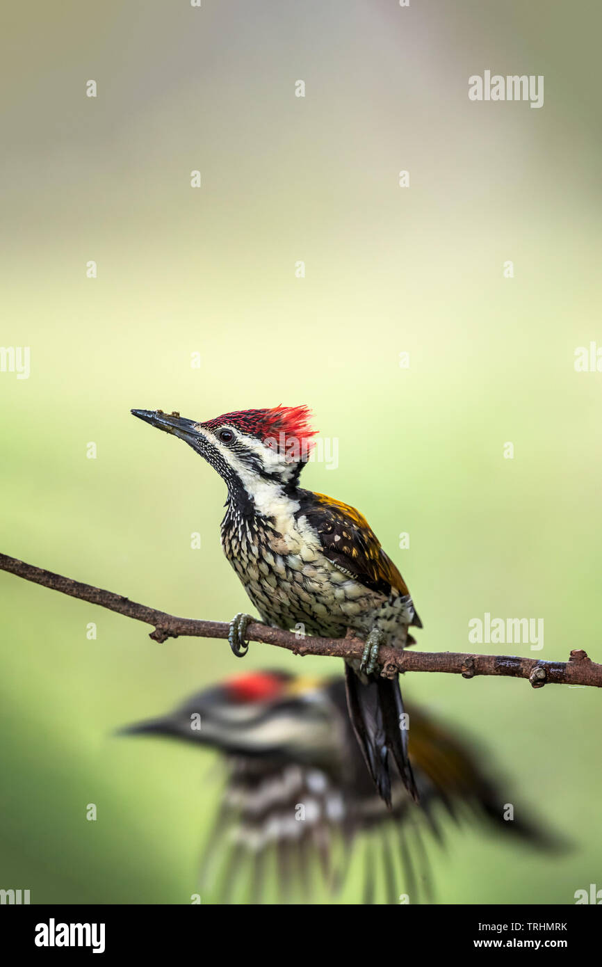 Wild Birds of India Stock Photo - Alamy
