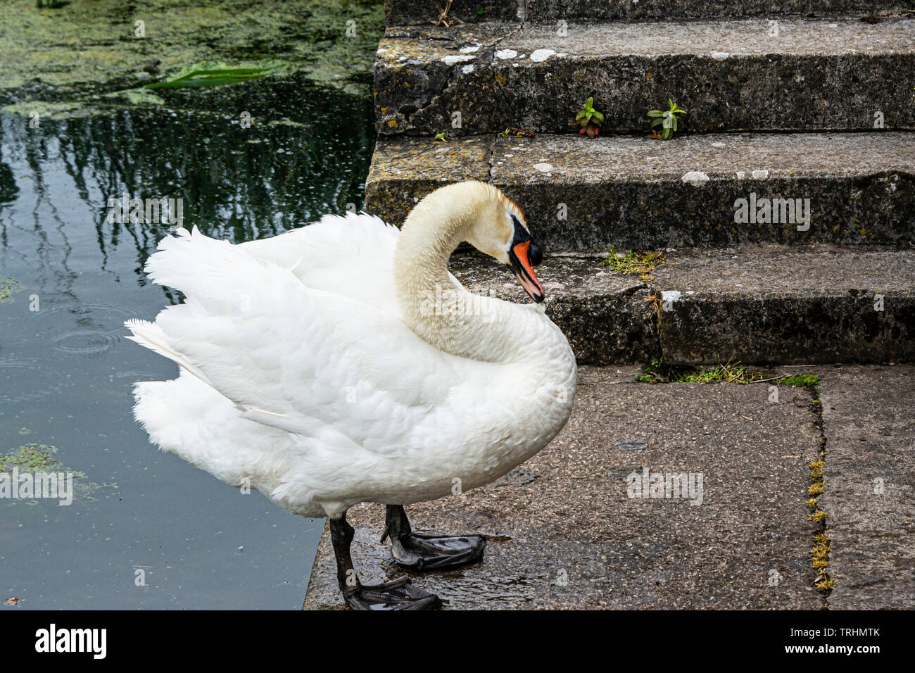 Mute swan cleaning itself hi-res stock photography and images - Alamy