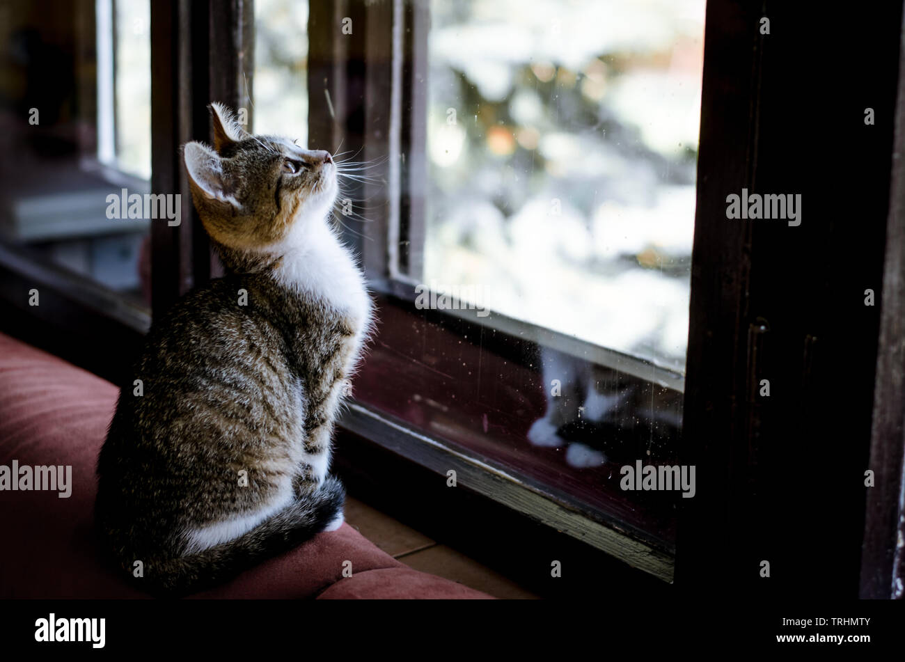 Cute cat sitting alone hi-res stock photography and images - Alamy