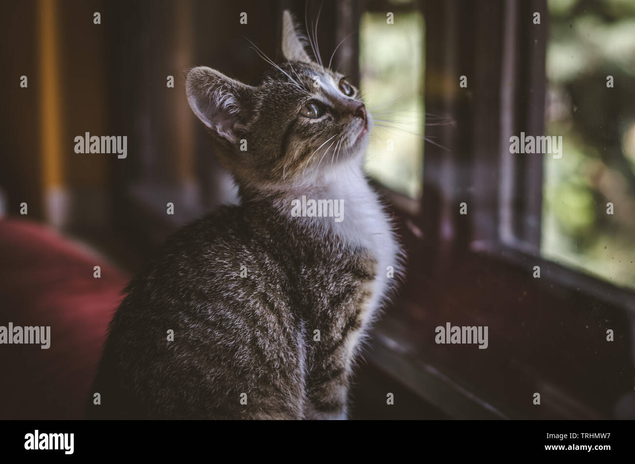little cat sitting alone and looking through the window Stock Photo - Alamy