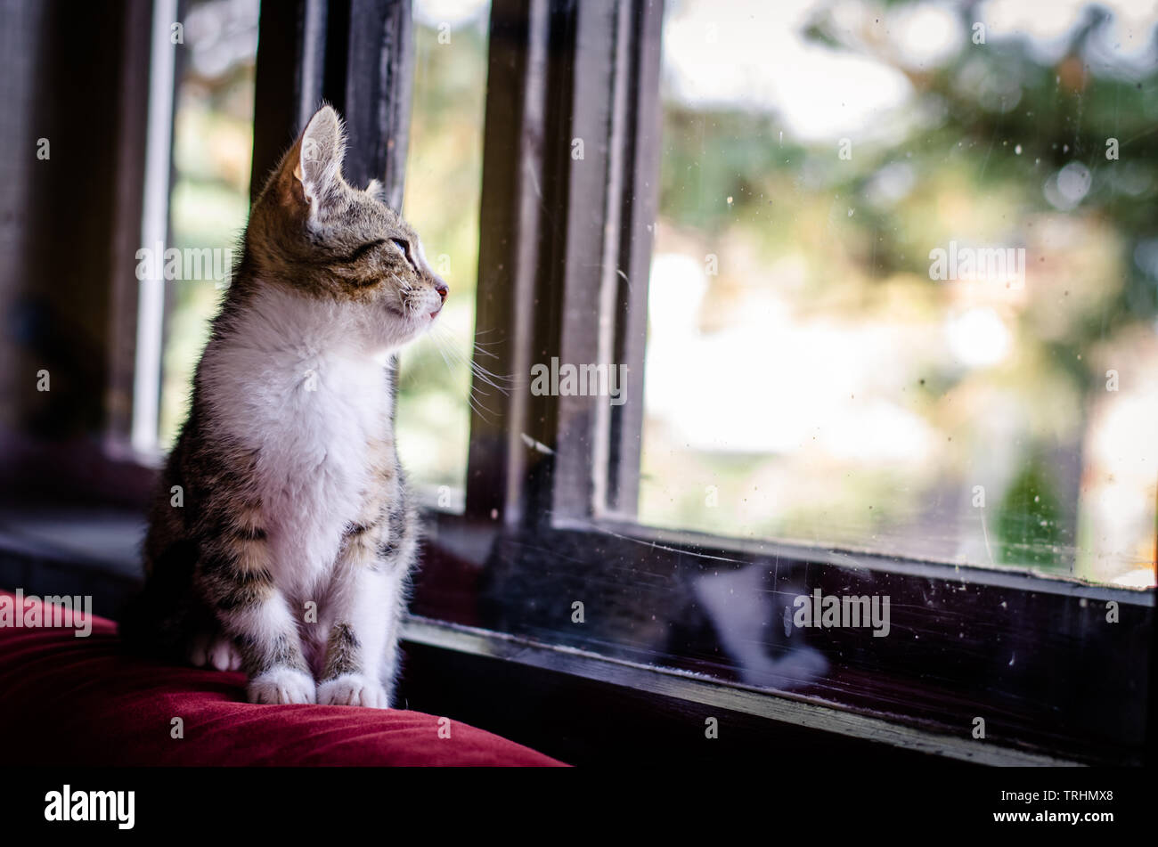 adorable little kit next to the window Stock Photo - Alamy