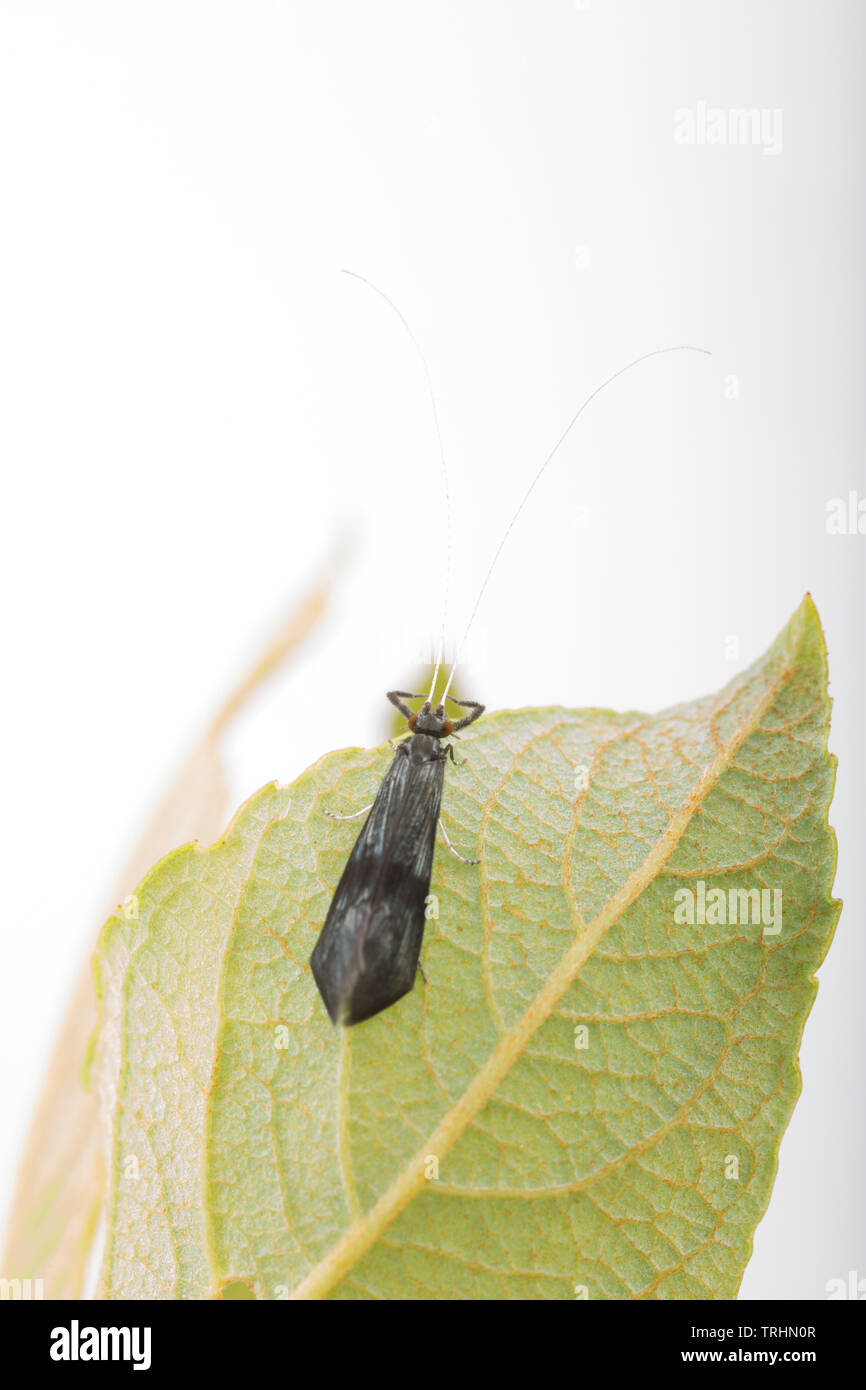 Black Caddis Fly High Resolution Stock Photography and Images - Alamy