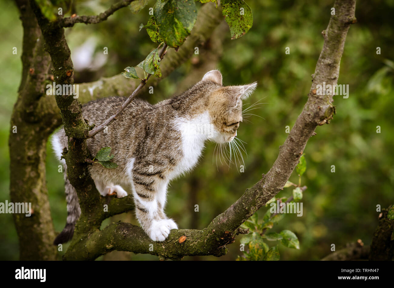 mischief cat climbing to the tree Stock Photo - Alamy
