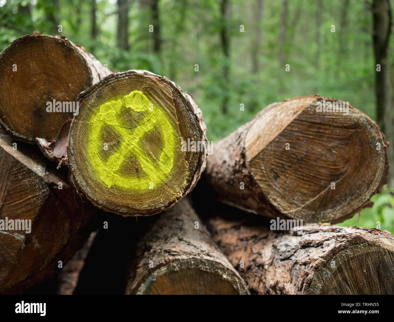 Logs of wood with signs. Wooden natural sawn a logs closeup, texture ...