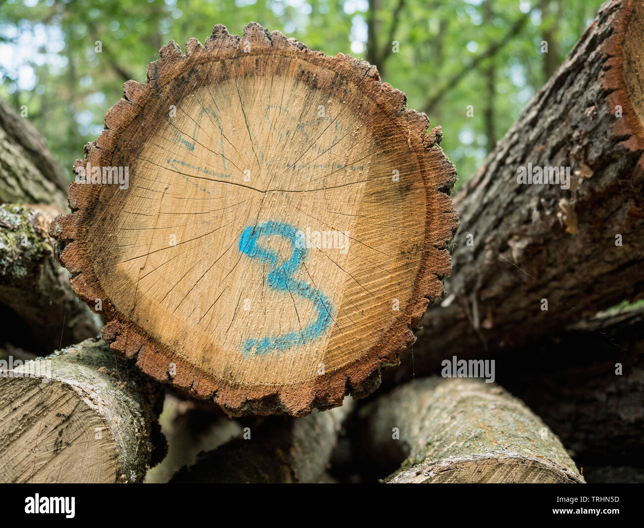 Logs of wood with signs. Wooden natural sawn a logs closeup, texture ...