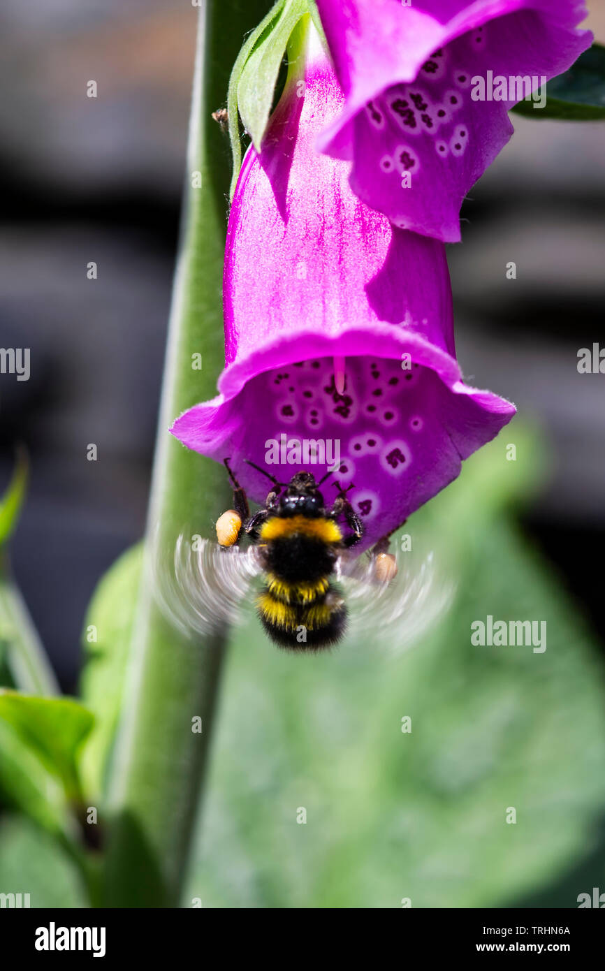 A Bumble bee with visible motion blur on the wings alighting on a ...