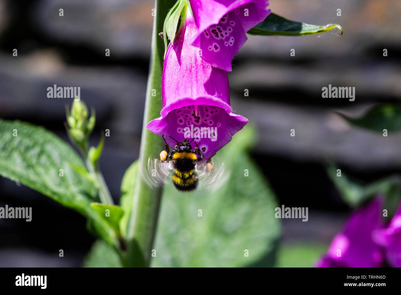 A Bumble bee with visible motion blur on the wings alighting on a ...