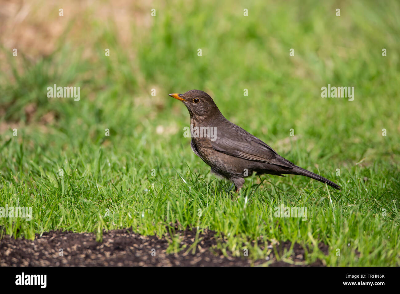 Common female blackbird Turdus merula in profile on green grass Stock ...