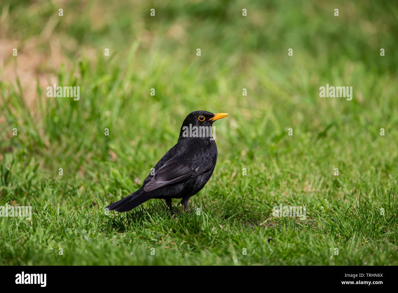 Common male blackbird Turdus merula with distinctive yellow eye ring ...