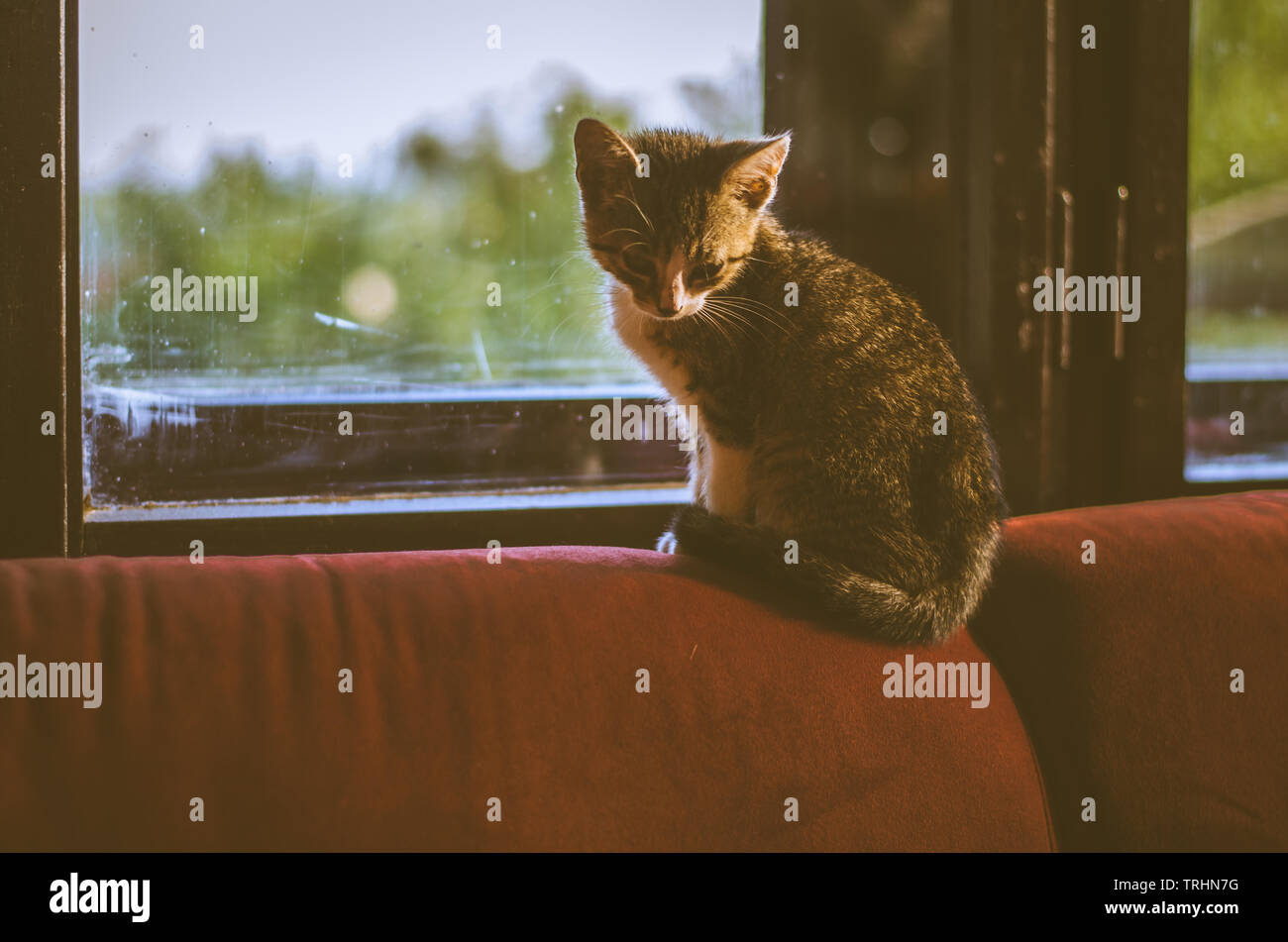 lovely cat alone sitting next to the window Stock Photo - Alamy