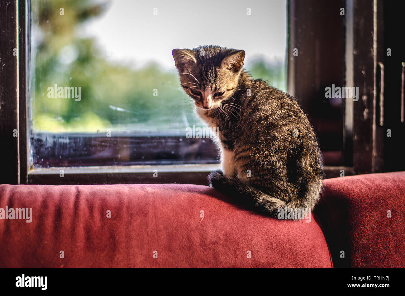 lovely cat alone sitting next to the window Stock Photo - Alamy