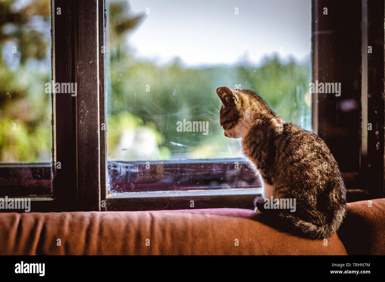 lovely cat alone sitting next to the window Stock Photo - Alamy