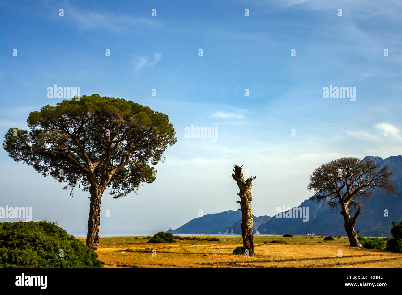 Pine trees on Cirali (çıralı) Beach in Antalya, Turkey Stock Photo - Alamy