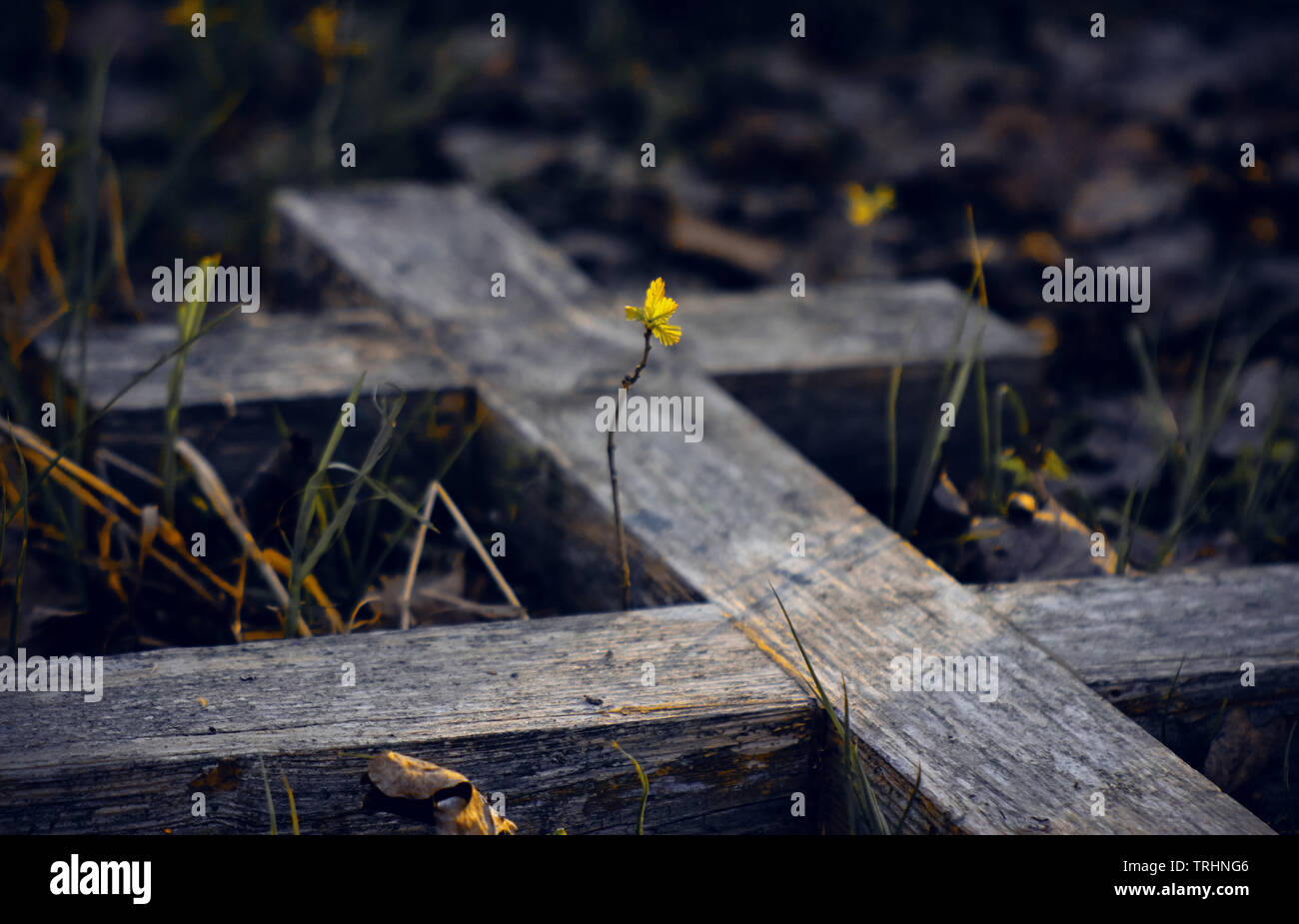 The old wooden grave cross fell to the ground, and among the autumn ...