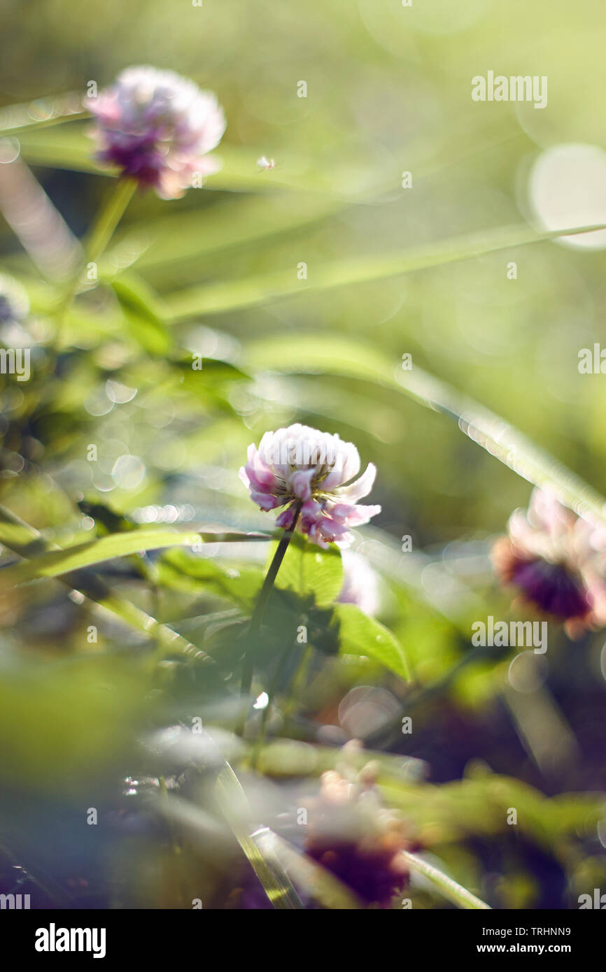 White-pink fluffy beautiful flowers of a young clover growing among the ...